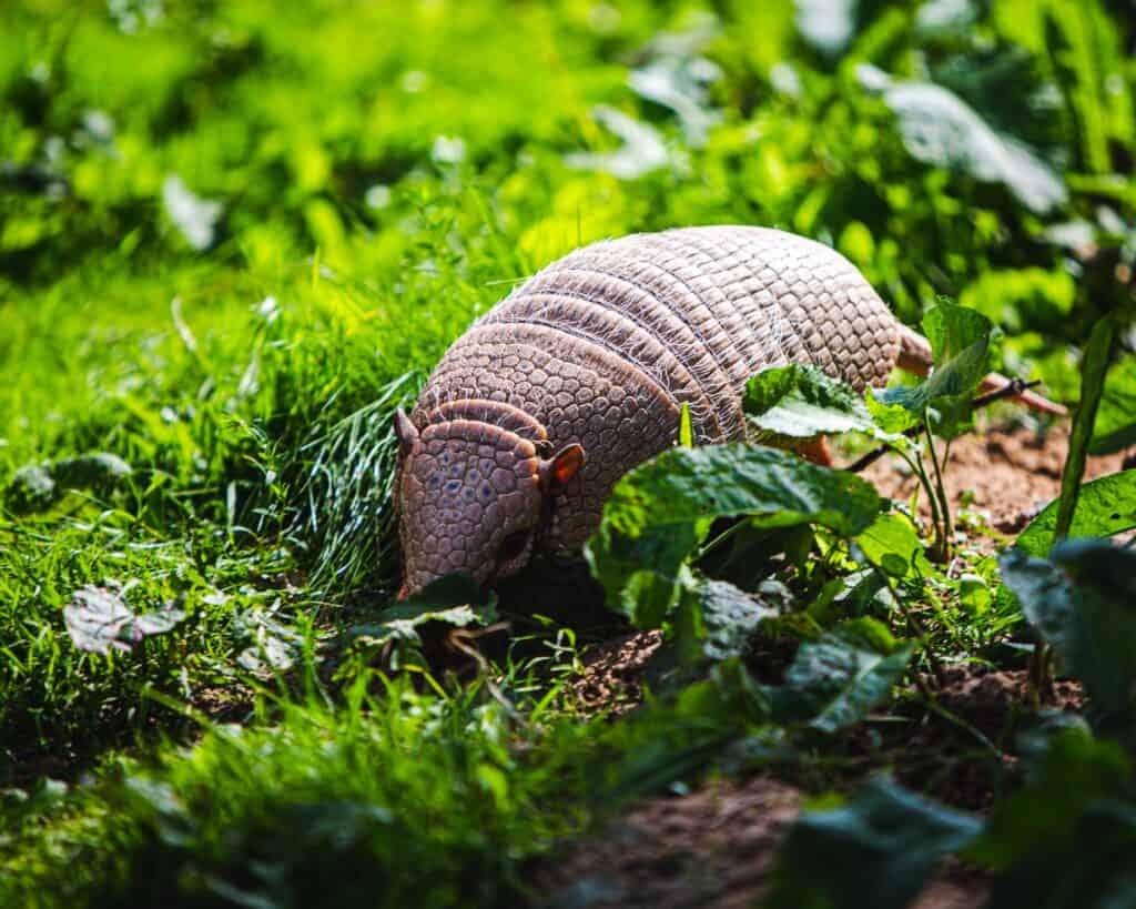 Can I Hunt Armadillos with an Air Rifle? – Jack Outdoors